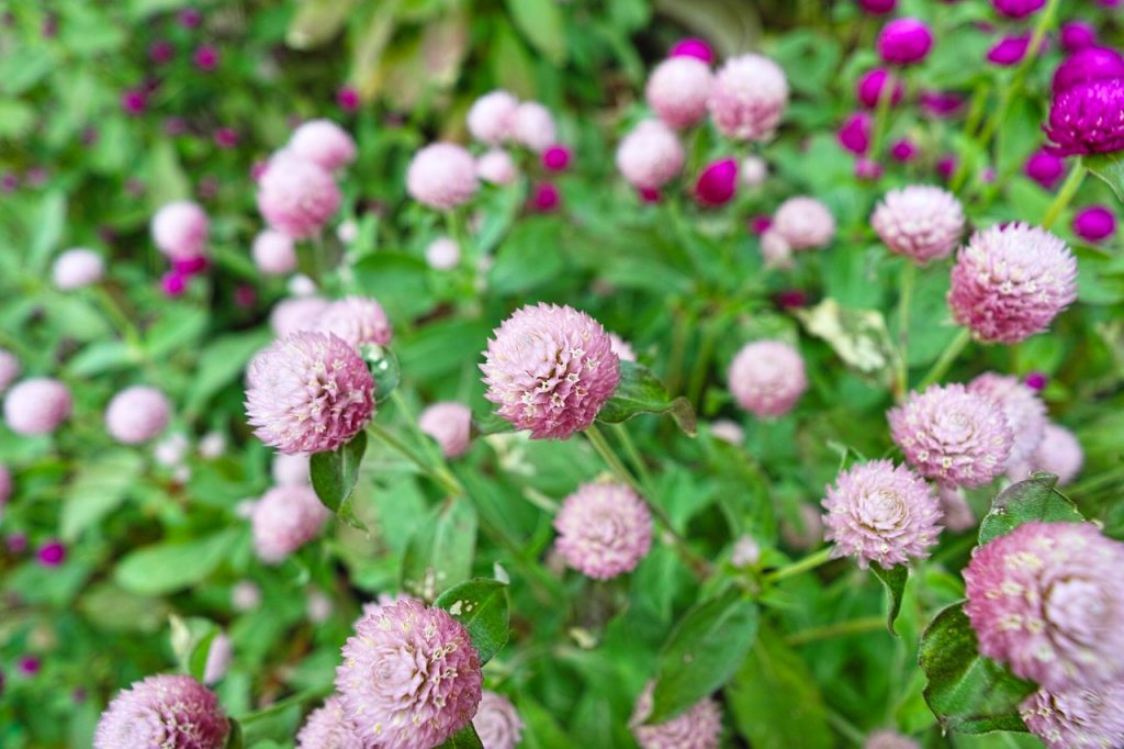 Amaranth (Foxtail) – Climate, Planting, Care and Storage - Plant Spotter